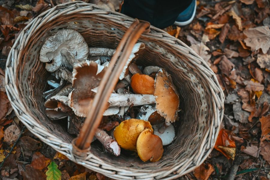 Picking Wild Mushrooms IELTS Listening Answers With Audio, Transcript ...