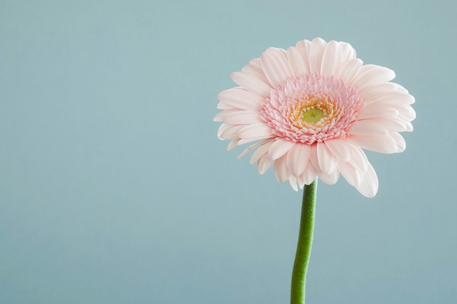 Flower power